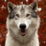 Current Ambassadors – Visit Wolf Park