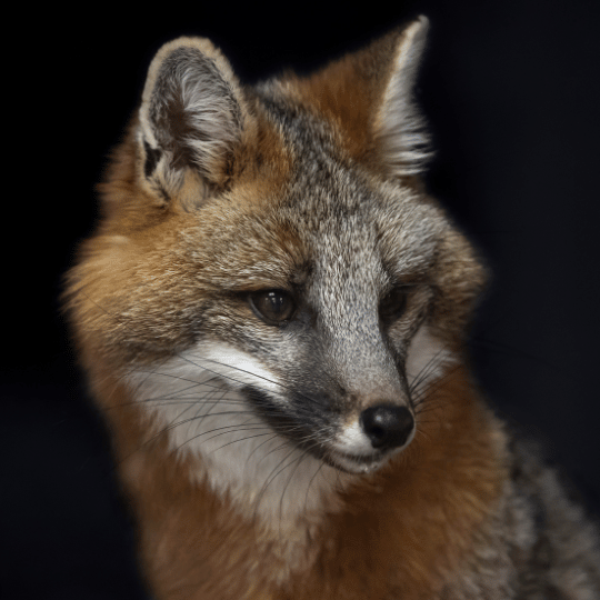 In Memory – Visit Wolf Park