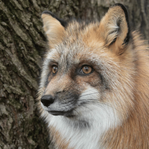 Current Ambassadors – Visit Wolf Park