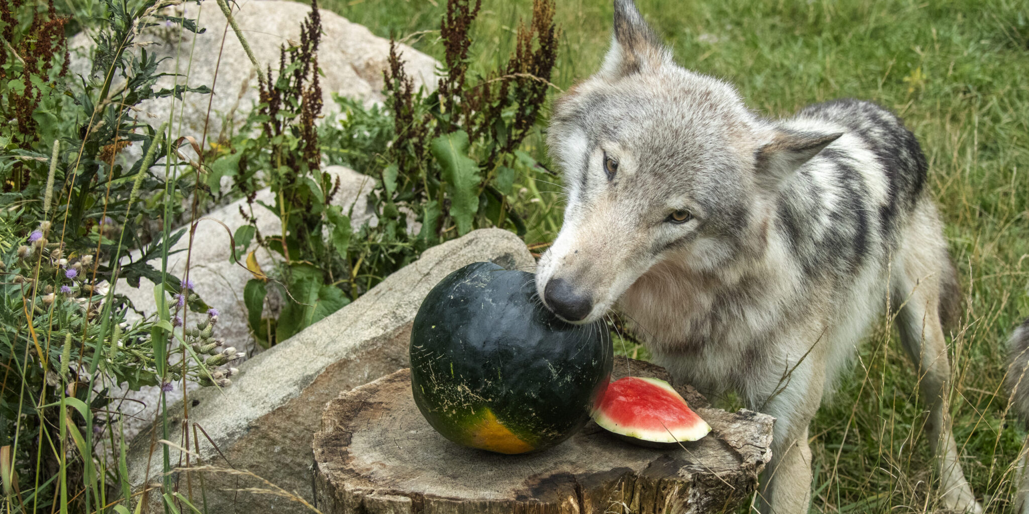 Specialty Programs – Visit Wolf Park