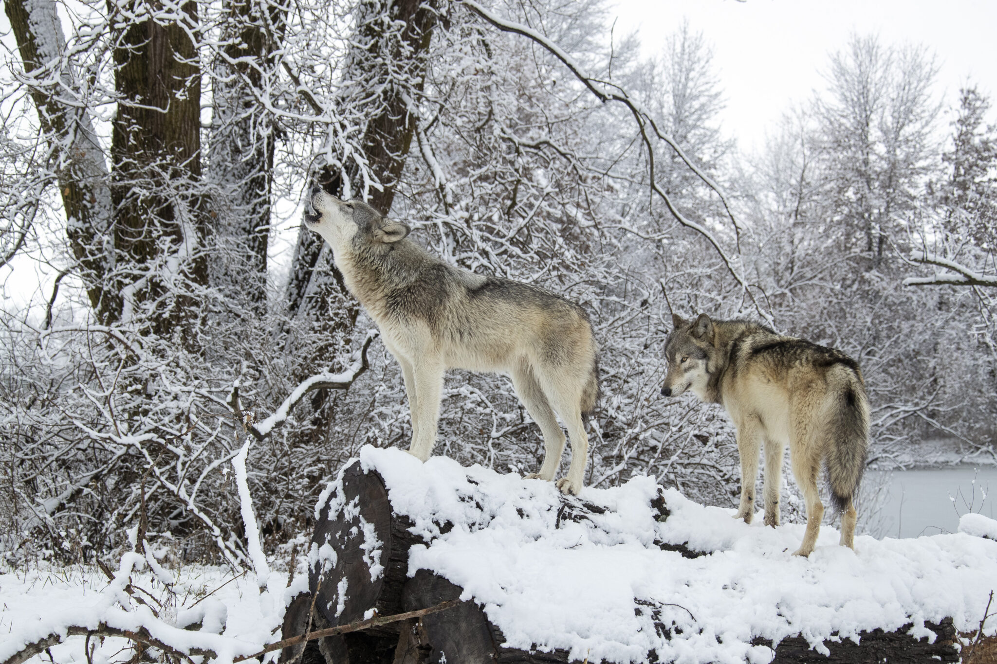 Specialty Programs – Visit Wolf Park